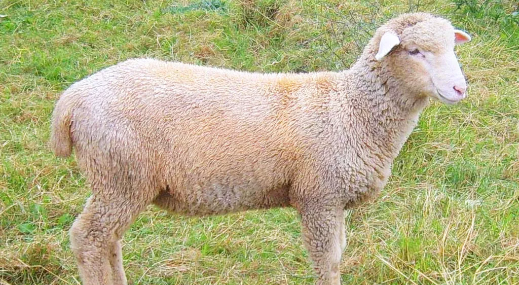 Types of Sheep that Produce Wool and History of Sheep