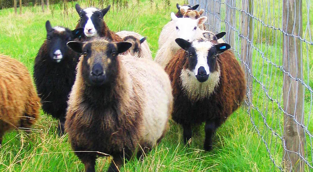 Types of Sheep that Produce Wool and History of Sheep