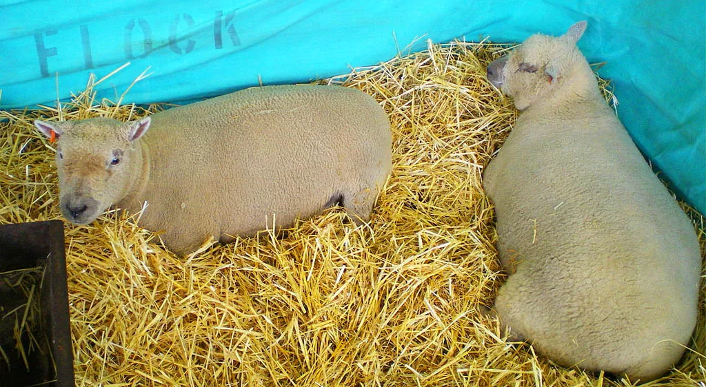 Types of Sheep that Produce Wool and History of Sheep