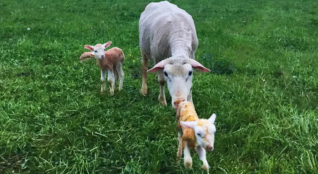 Types of Sheep that Produce Wool and History of Sheep